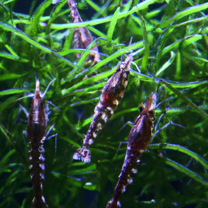 Que mangent les crevettes : algues et plancton